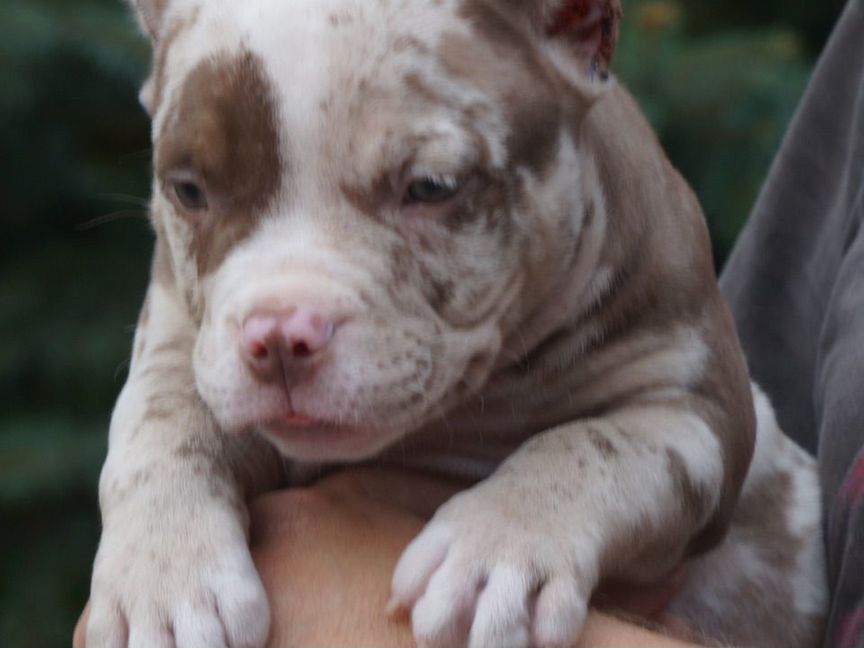 Мраморный красавчик американский булли