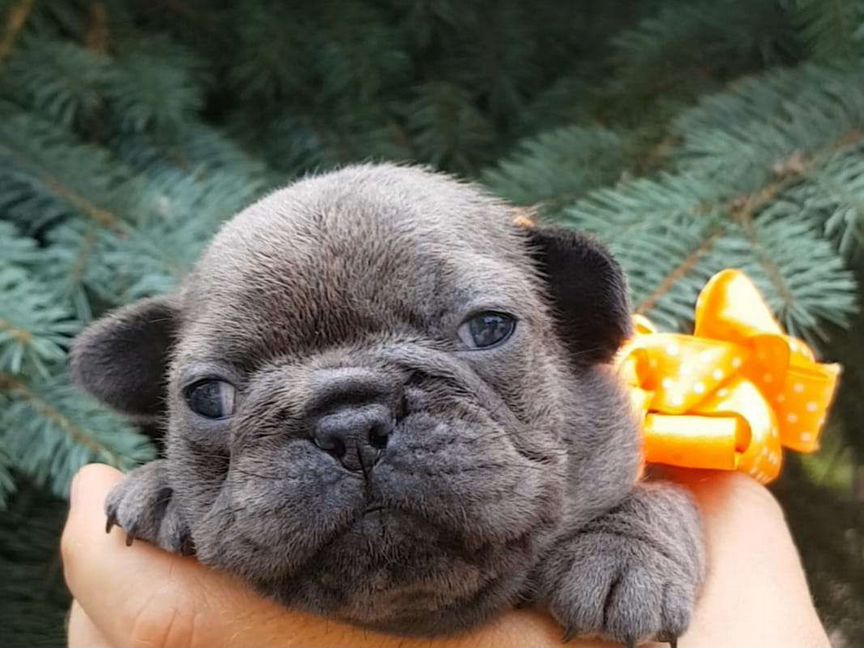 Французский бульдог щенки голубой