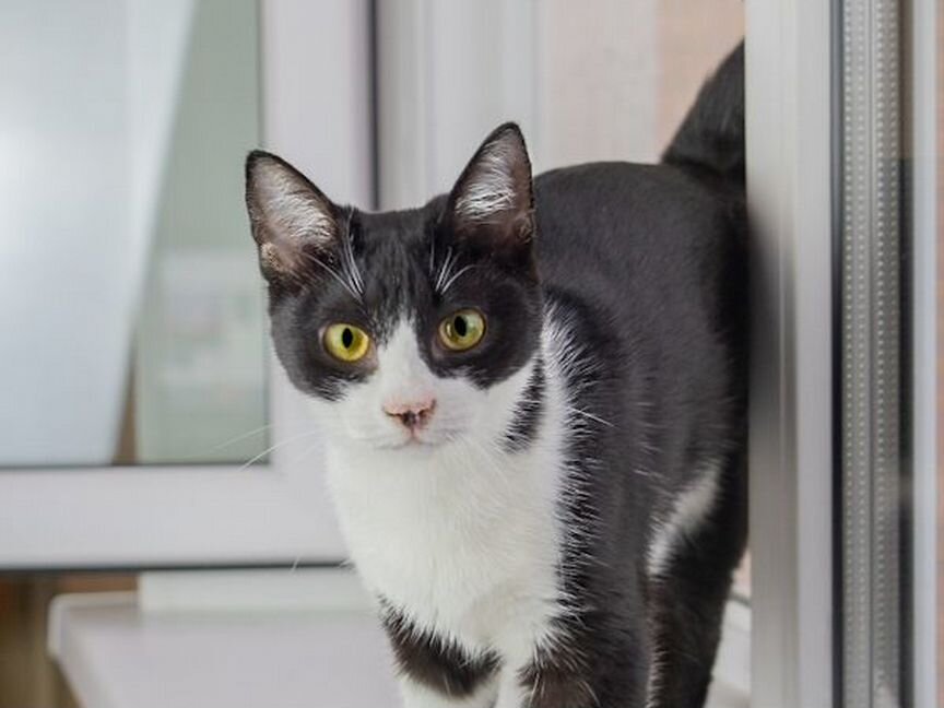 Ласковая кошечка в добрые руки