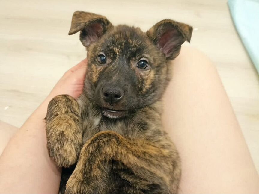 Чудесный щенкок в добрые руки