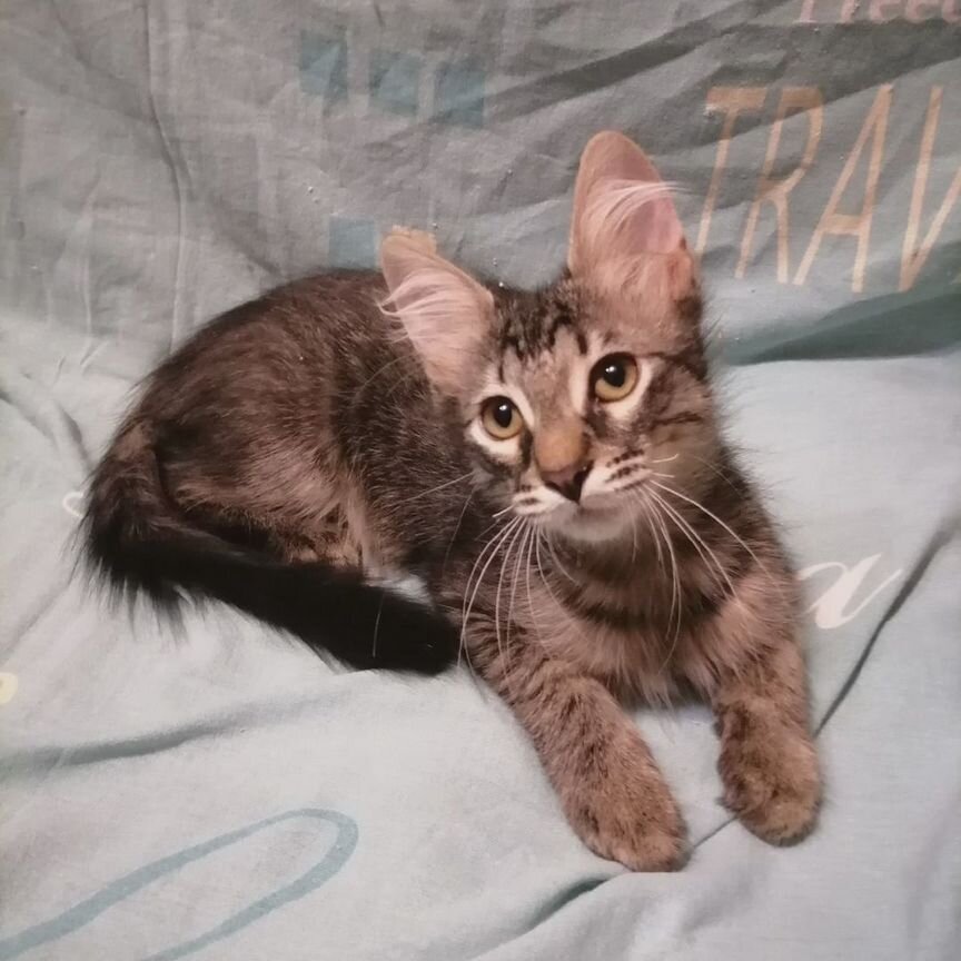 Котенок в добрые руки
