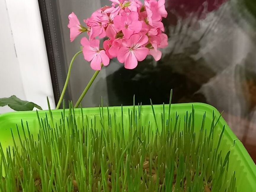 Травка для кошек