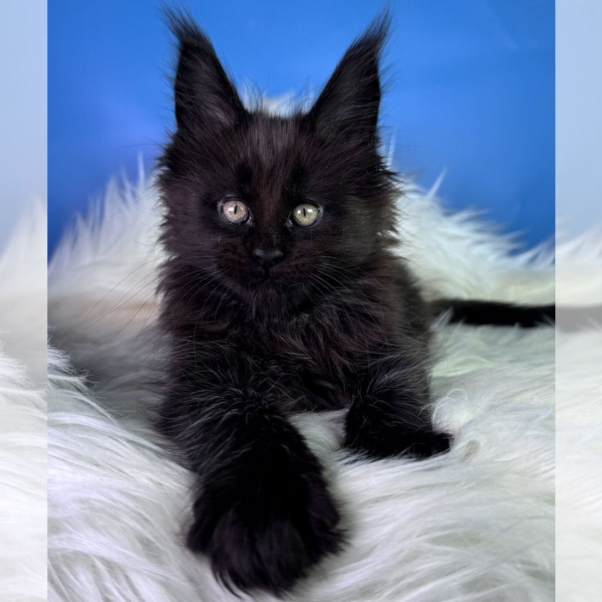 Мейн-кун котёнок