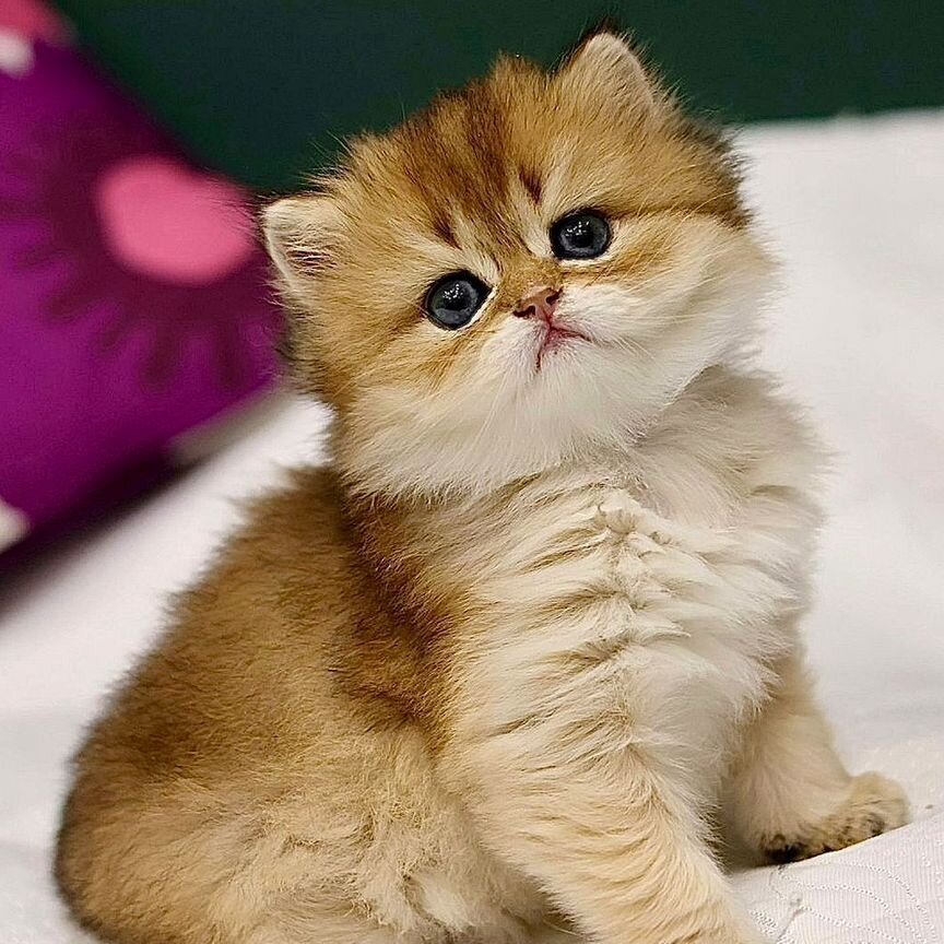 Британские котята золотая шиншилла