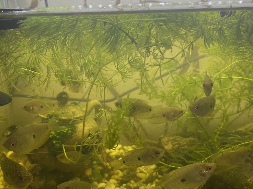 Необычные гурами