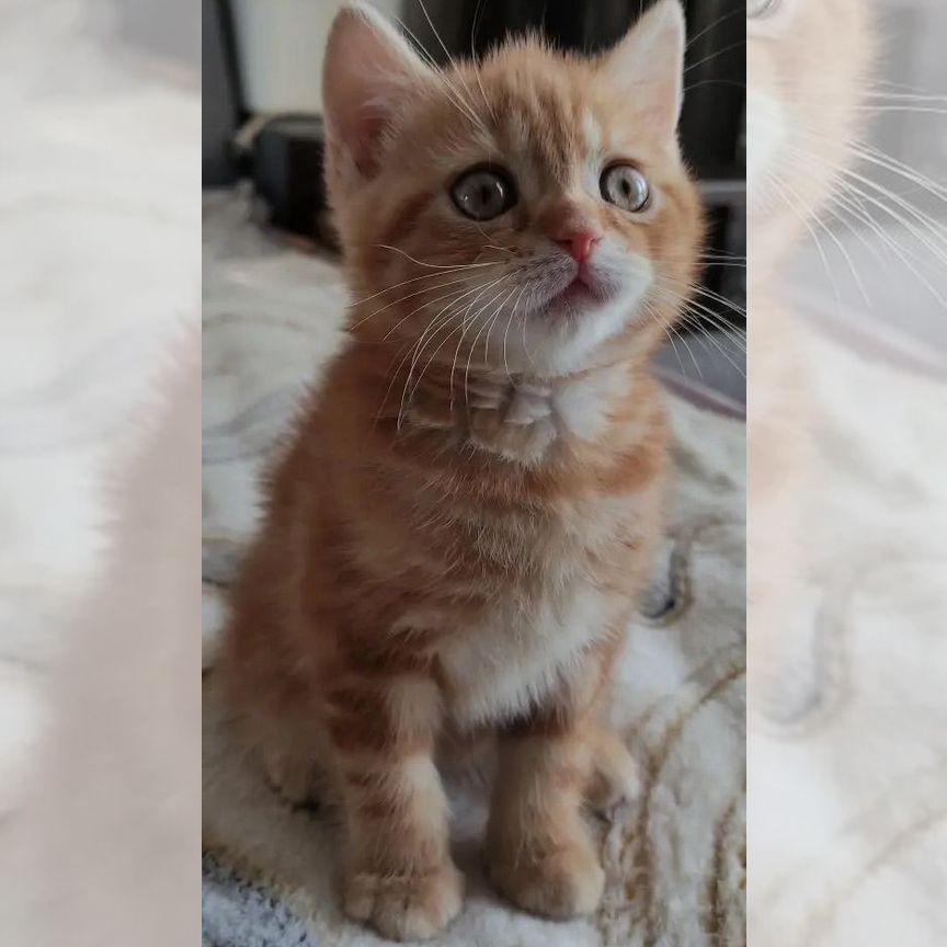 Шотландский прямоухий короткошёрстный котёнок