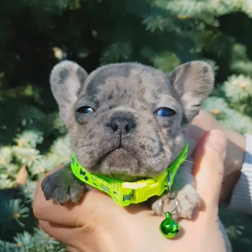 Французский бульдог щенки мерле