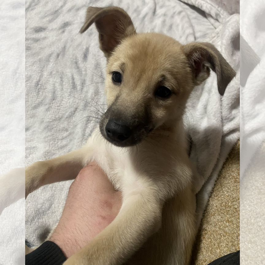 Русский той-терьер, щенок