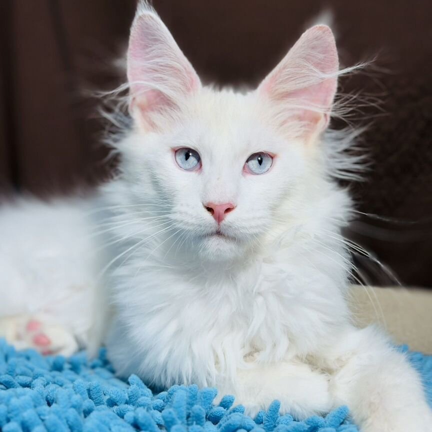 Котик мейн-кун