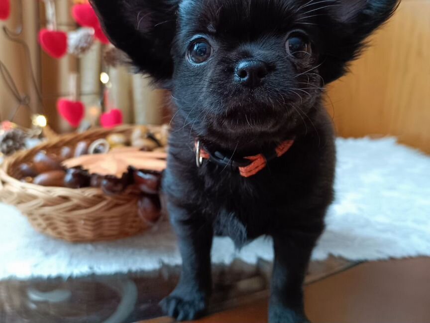 Щенок чихуахуа девочка метрика скор