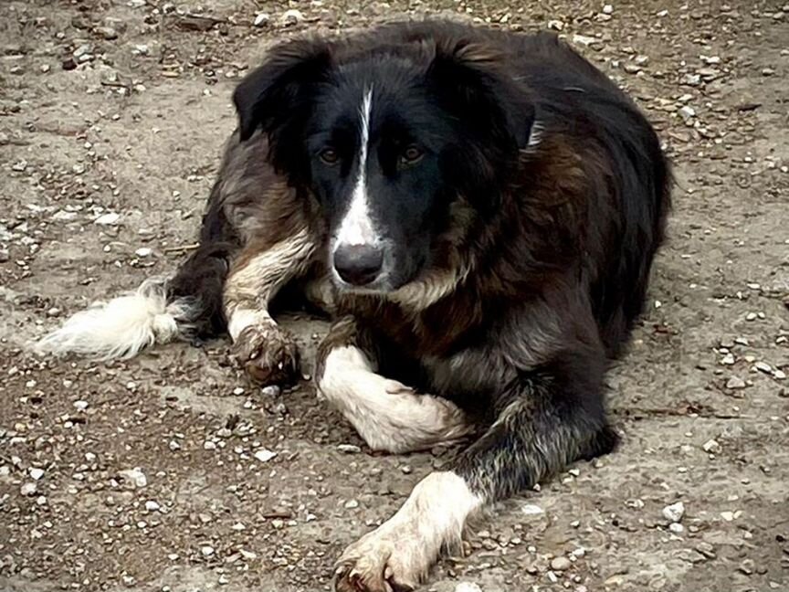 Собака в добрые руки