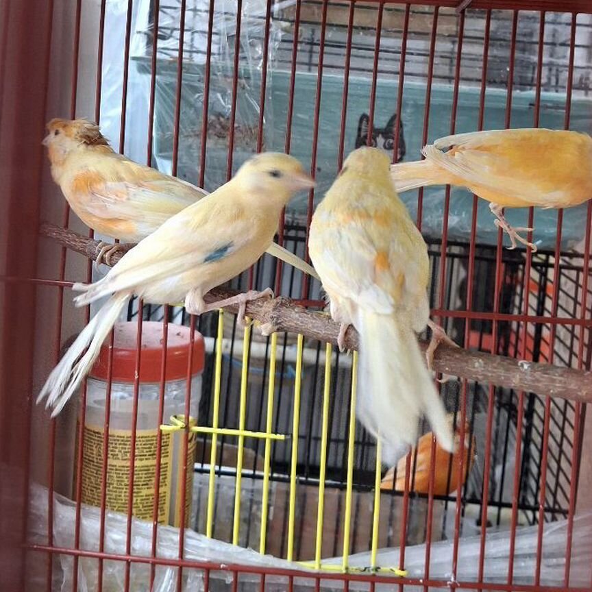 Кенара и канарейки