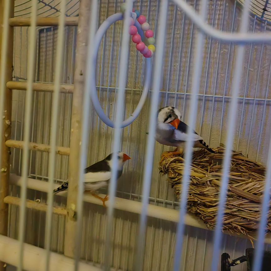 Зебровые амадины с клеткой