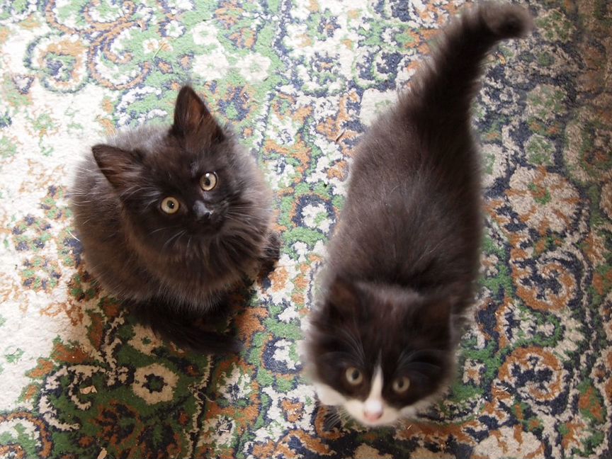 Котята в добрые руки