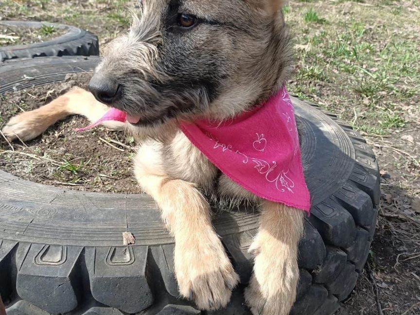 Щенок в семью