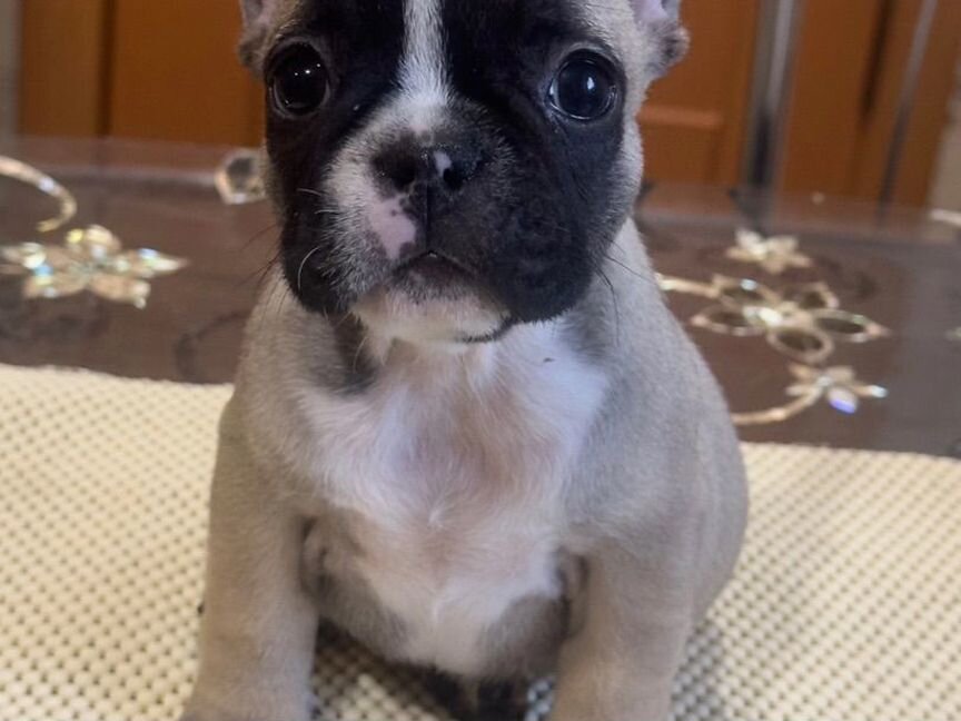 Щенки, которые украдут ваше сердце