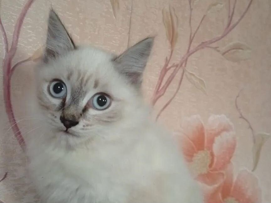 Котята отдам в добрые руки бесплатно