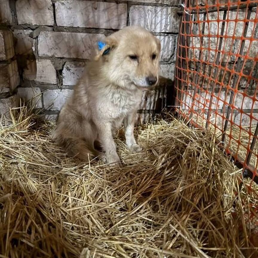 Взрослый пёс в добрые руки