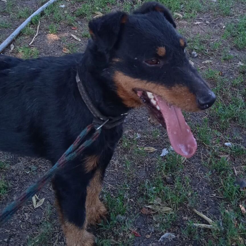 Вязка ягдтерьера