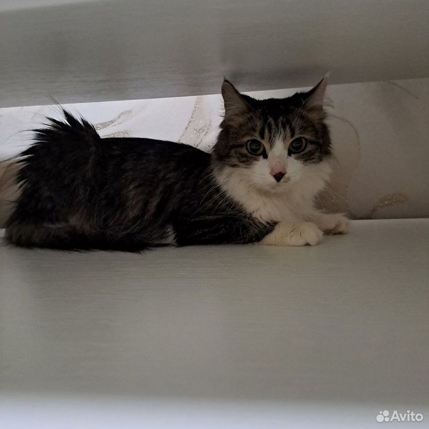 Кошка Тиша ищет дом