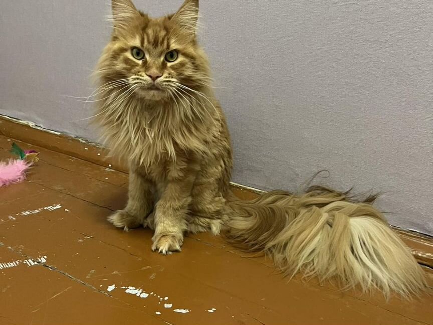 Мейн-кун в добрые руки