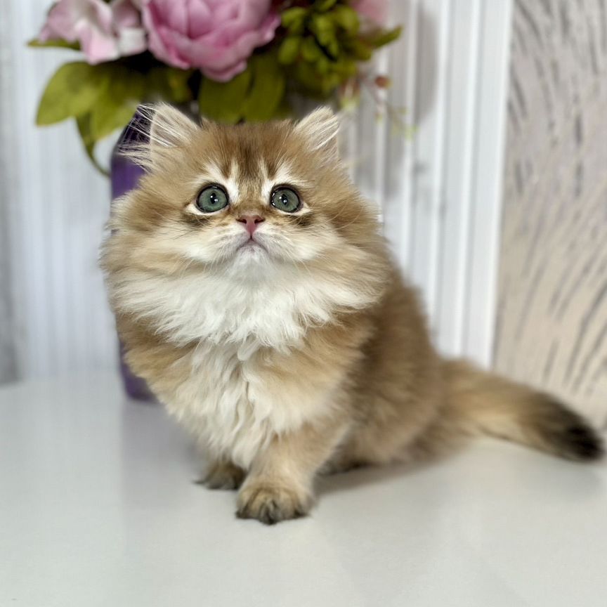 Британская малышка в разведение