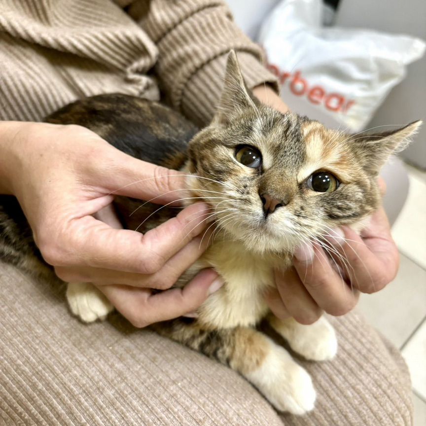 Капу котенок привита
