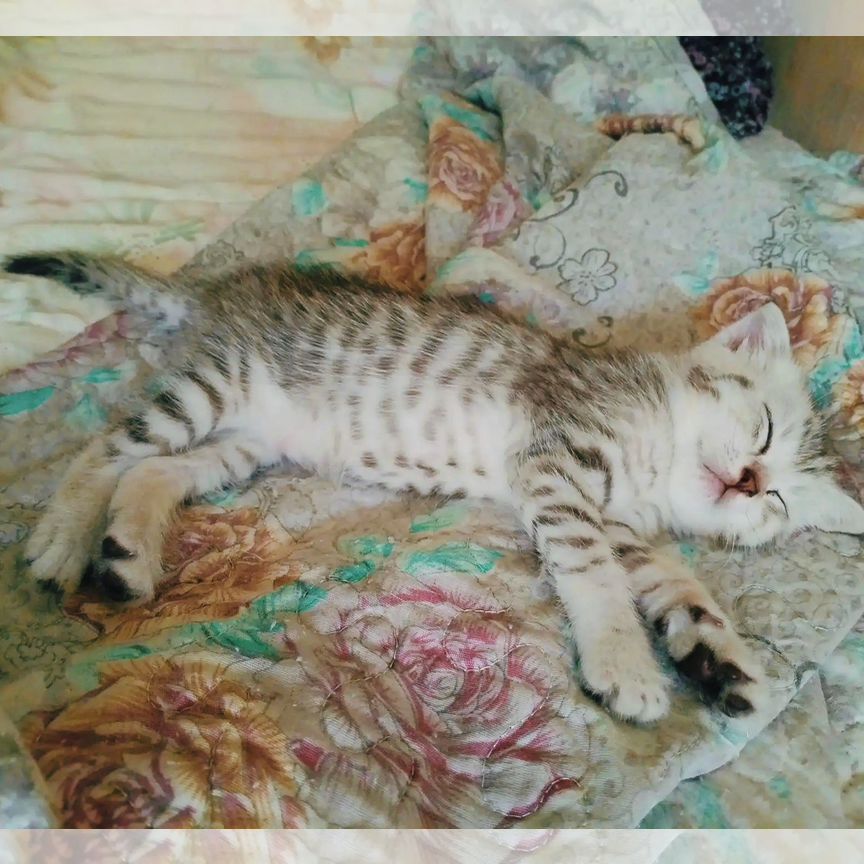 Шотландский вислоухий короткошёрстный котёнок