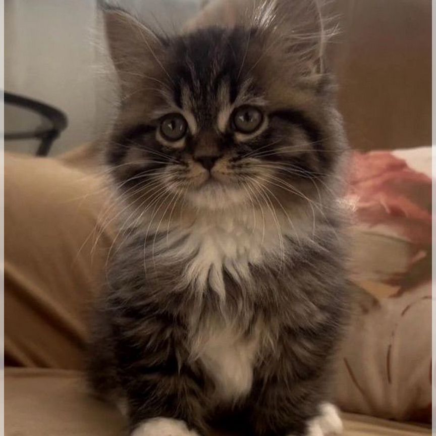 Сибирский котёнок