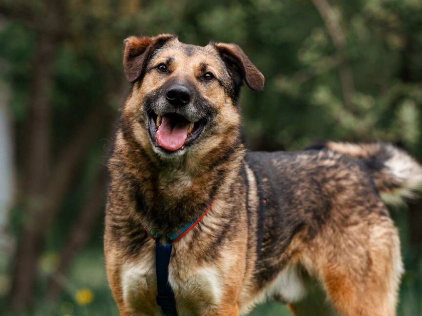 Собака в добрые руки