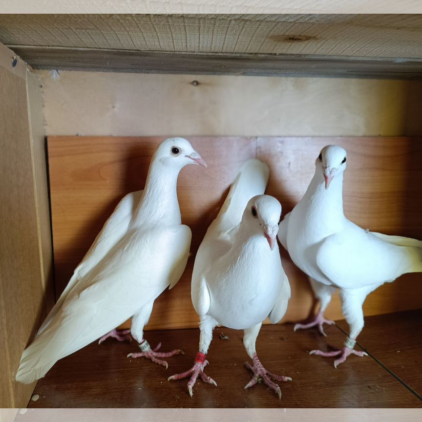 Голуби чехи