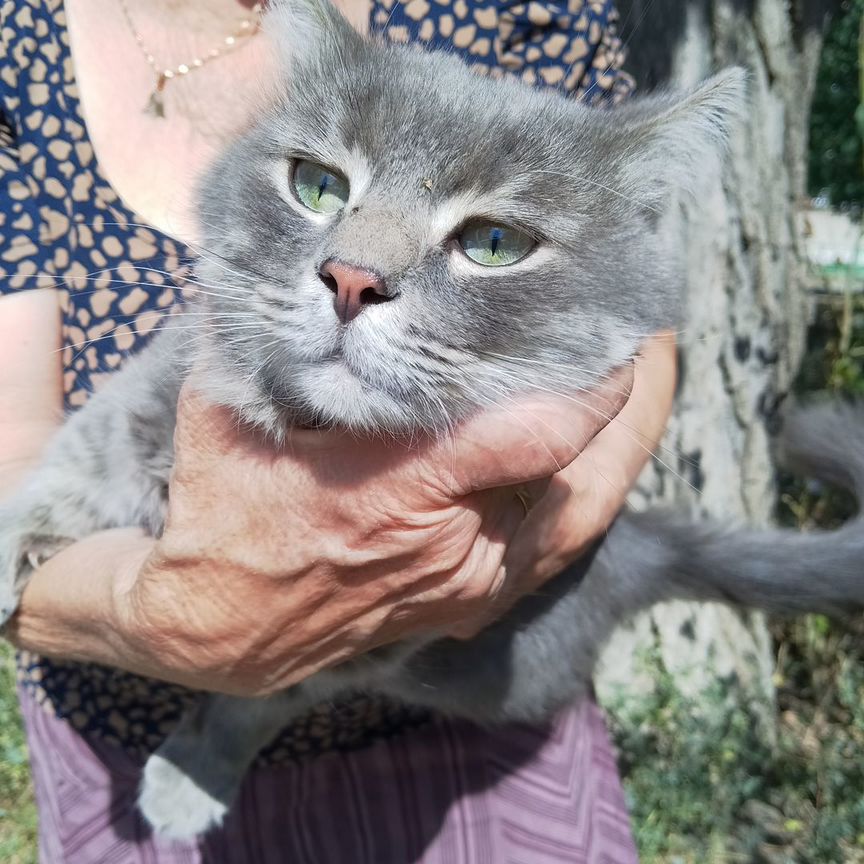 Серенький котик