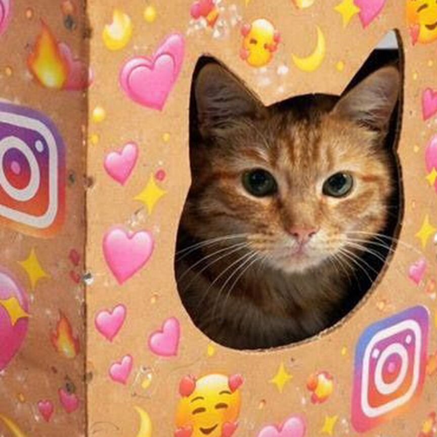 Коробка для кота