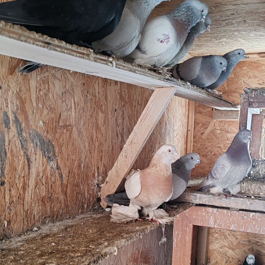 Продажа голубей