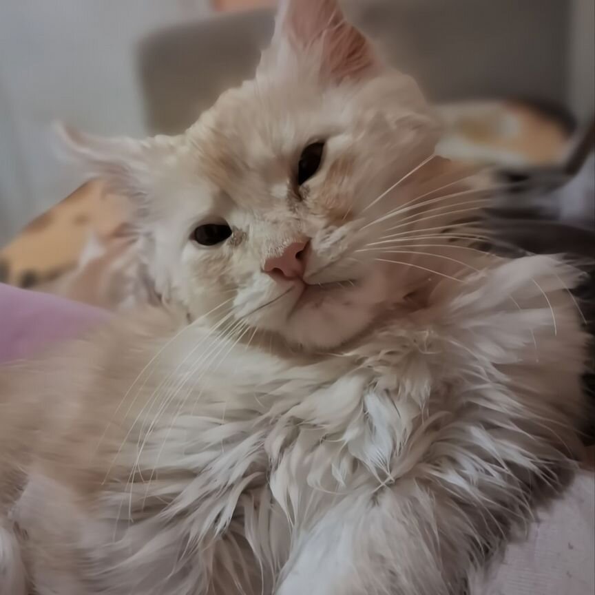 Мейн-кун котёнок