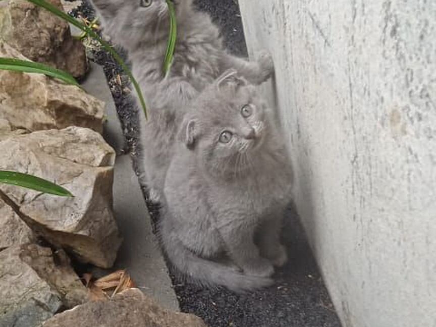 Котики бесплатно в добрые руки