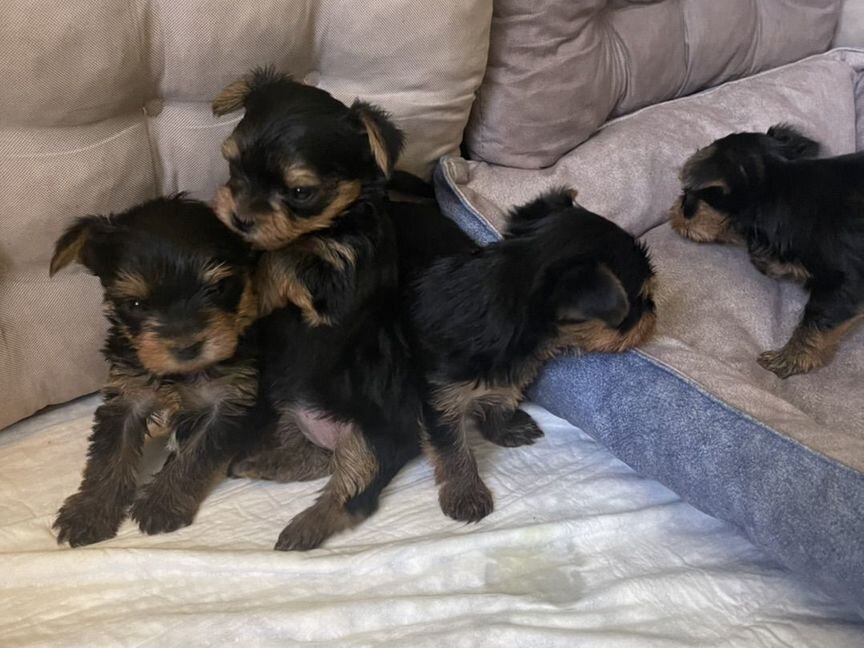 Йоркширский терьер щенки стандарт