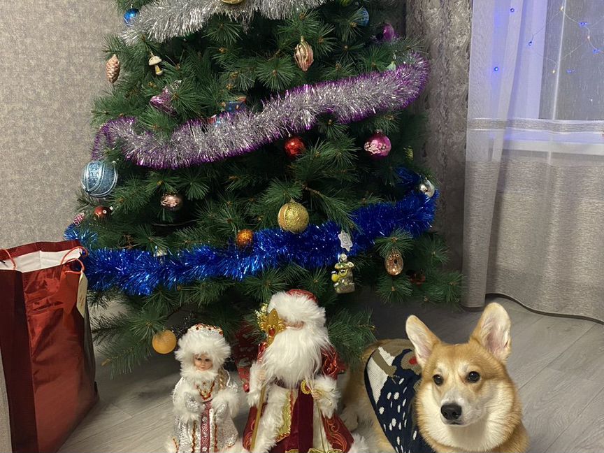 Корги в добрые руки