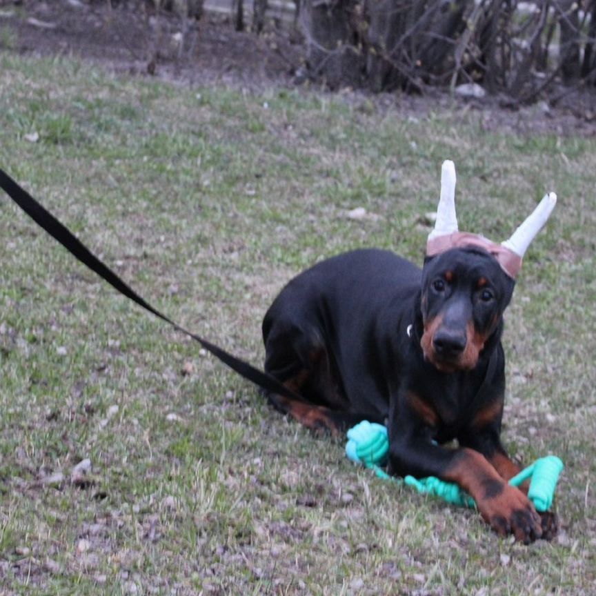 Доберман, щенок