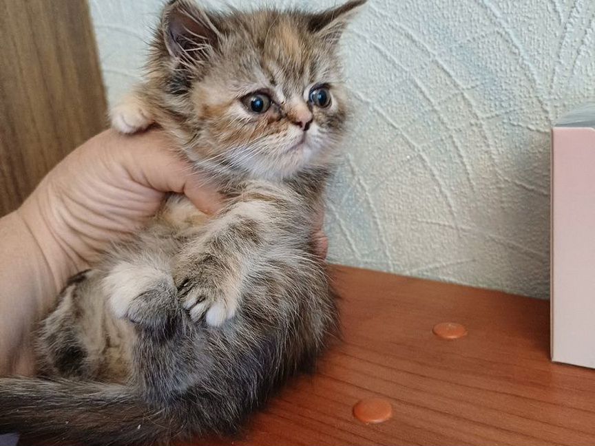 Обалденная малышка зх цветные -счастье В дом