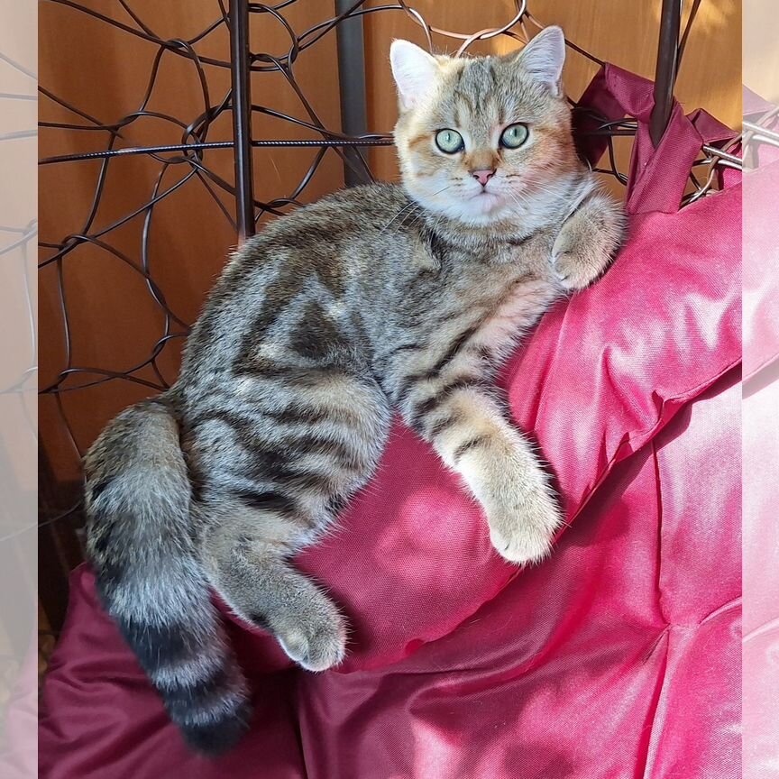 Вязка. Британский кот с родословной. Золотой мрамо