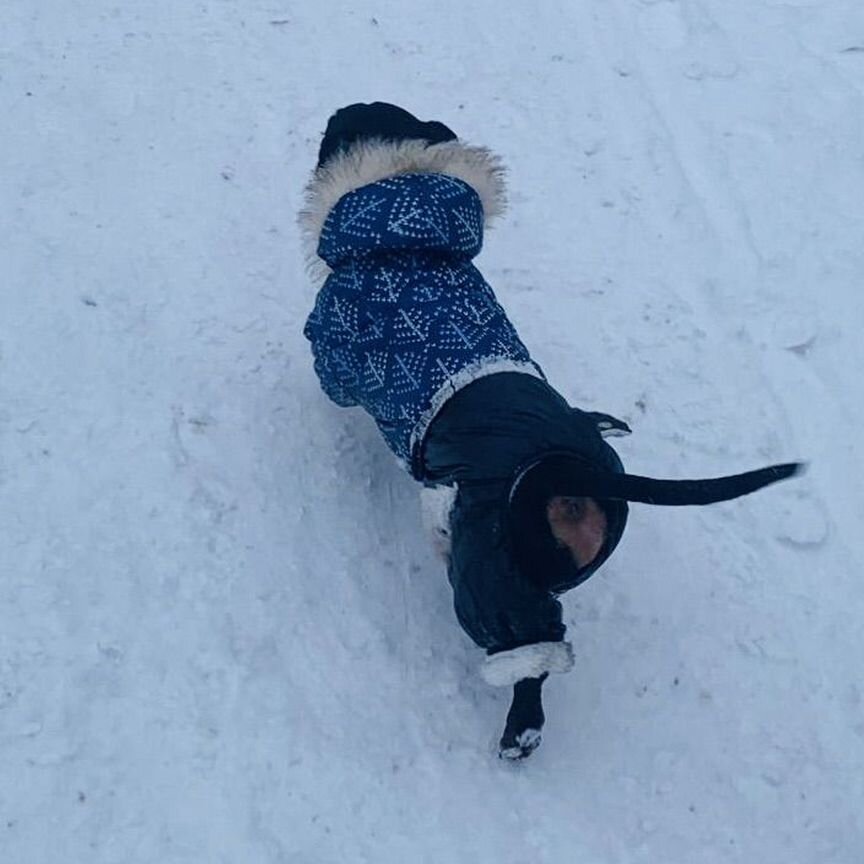 Зимний комбинезон для таксы