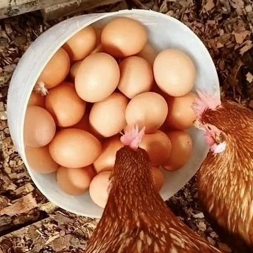 Куры несушки с доставкой