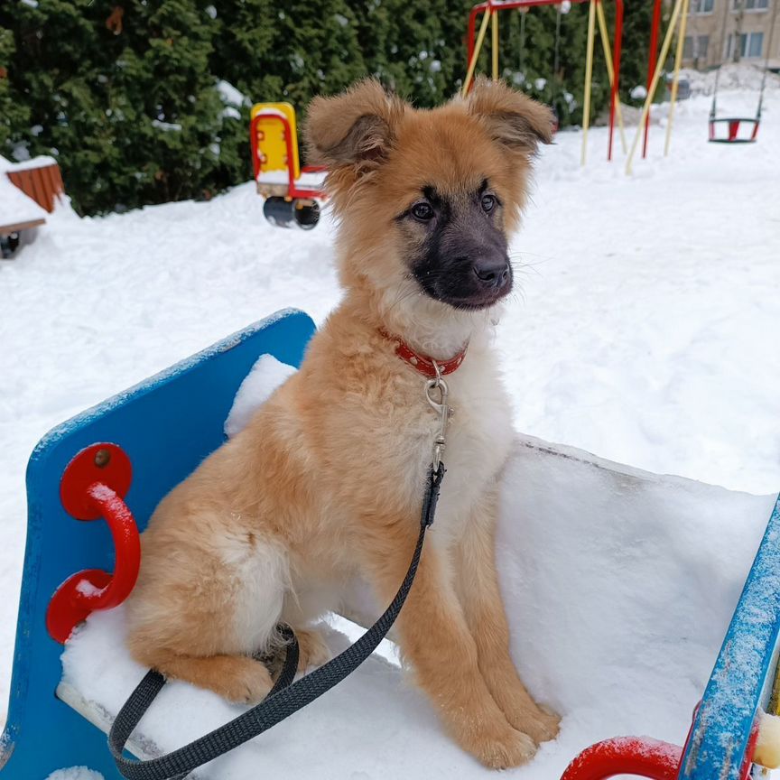 Щенок в добрые руки