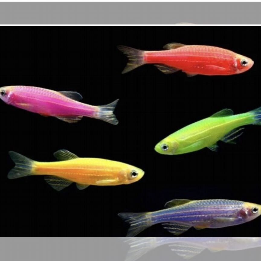 Аквариумные рыбки