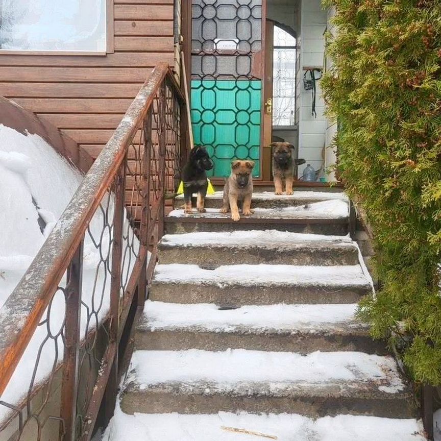 Щенки немецкой овчарки