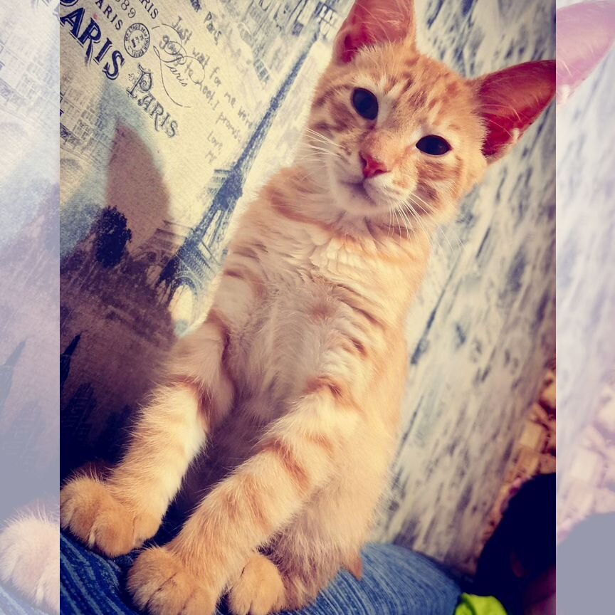 Продам кота порода мэйкун