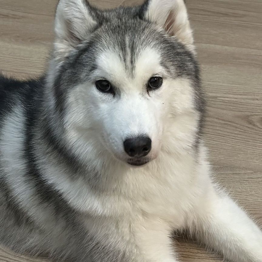 Сибирский хаски