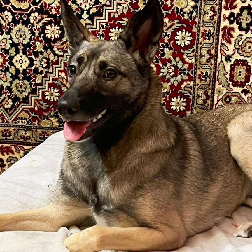 Собака дворняга