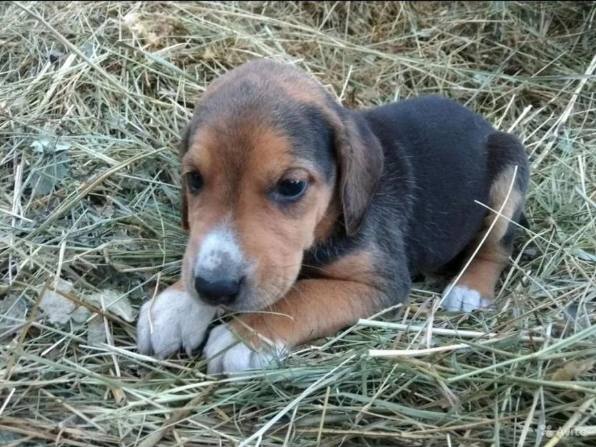 Русская гончая